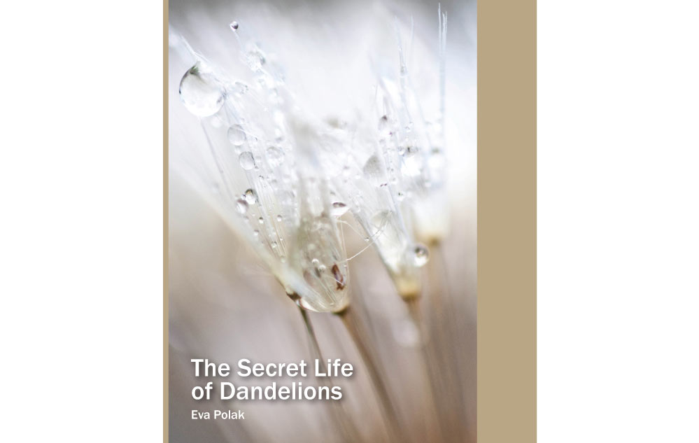 THE SECRET LIFE OF DANDELIONS Book Eva Polak